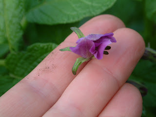 DOWN ON THE FUNNY FARM: Flobalobs, Furtling, and Fabulous Friends......