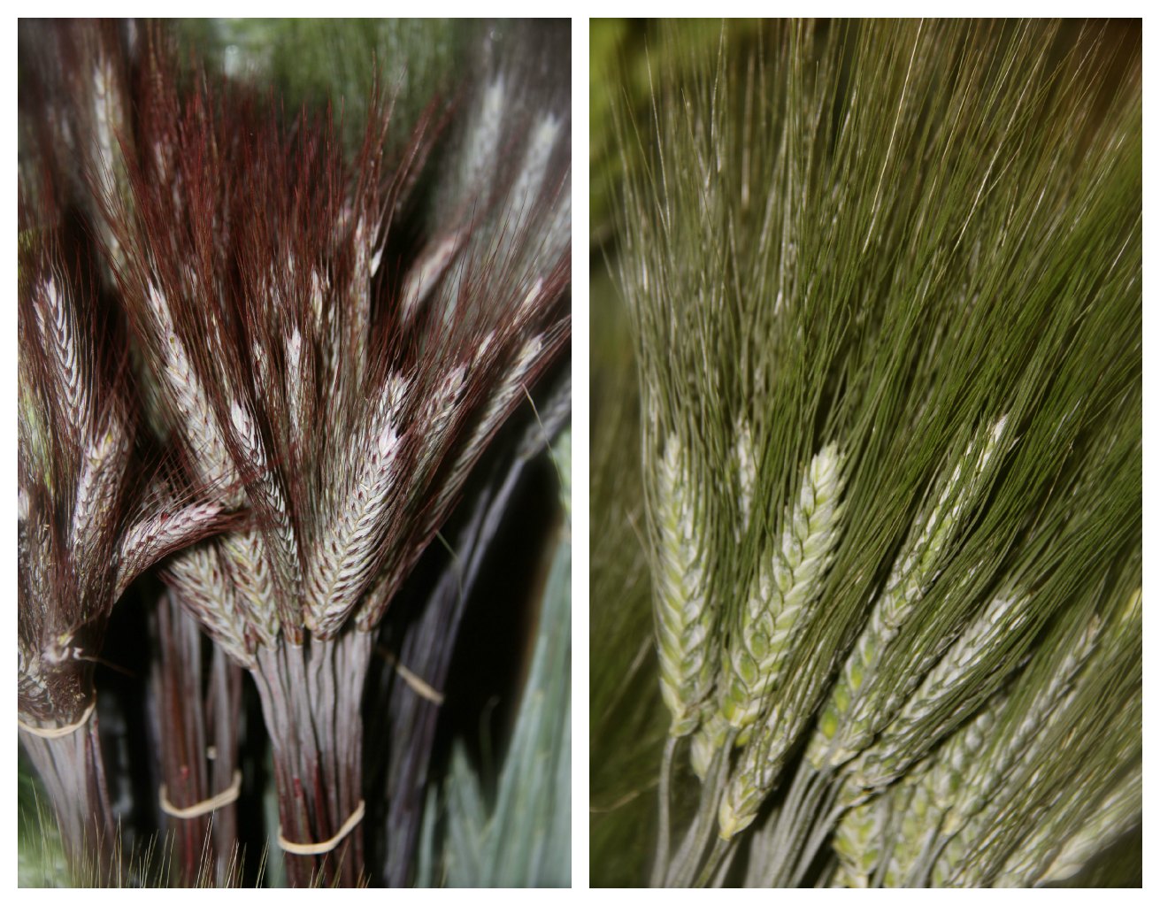 Skyline Flower Growers: Wheat - Perfect for the Fall!