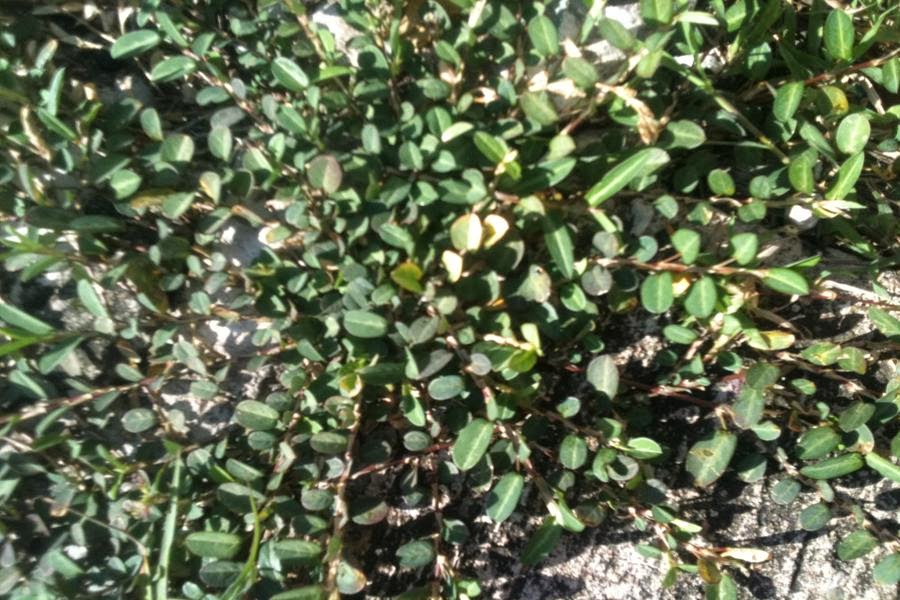 Home Remedies: Picture of Medina Herb/ Horse Tonic