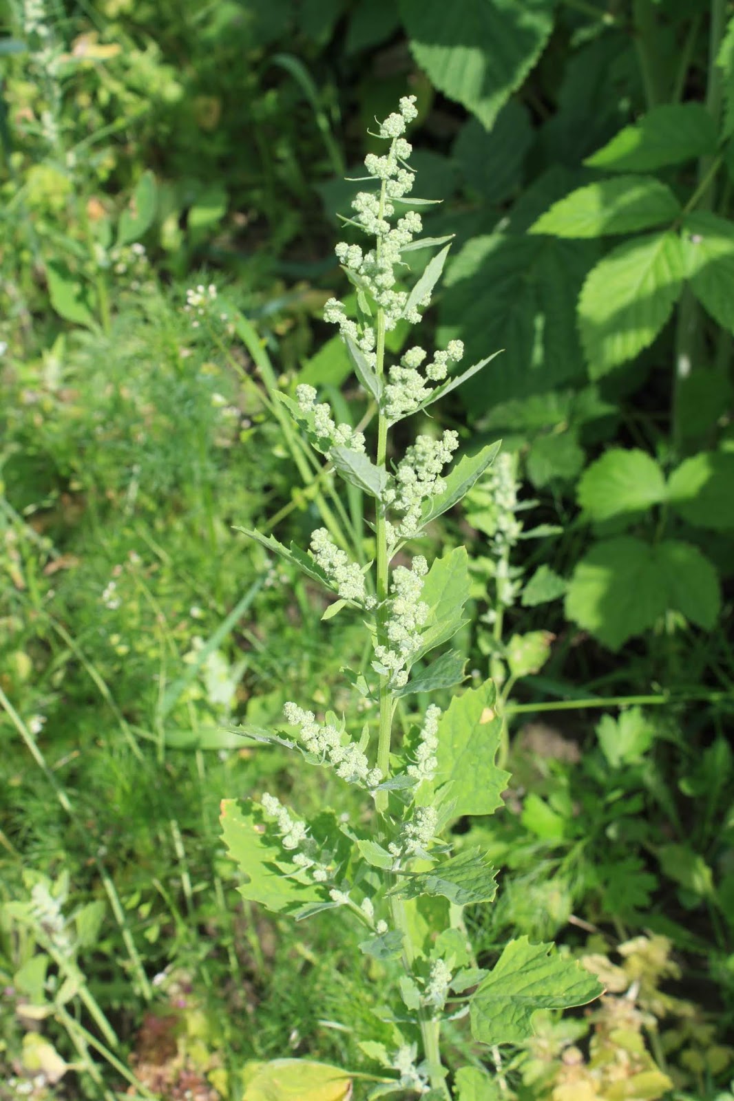 Planter i bestemors hage: Ugress