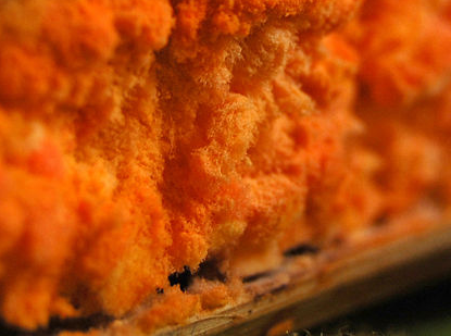 Cara Membuat Oncom Dari Bungkil Tahu dan Bungkil Kacang Tanah - Dapur ...