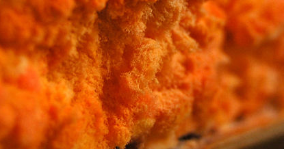 Cara Membuat Oncom Dari Bungkil Tahu dan Bungkil Kacang Tanah - Dapur ...