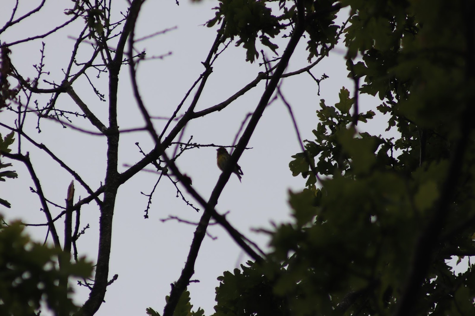 Anabela Magalhães: Sons e Imagens da Aboboreira em Tempos de Pandemia