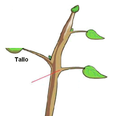 Biología en la Web: DESCRIPCIÓN DE LAS PARTES DE LA PLANTA