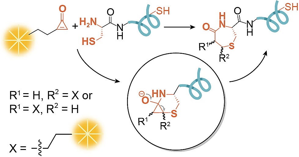 Covalent Modifiers: Selective N-Terminal Cysteine Protein Modification ...