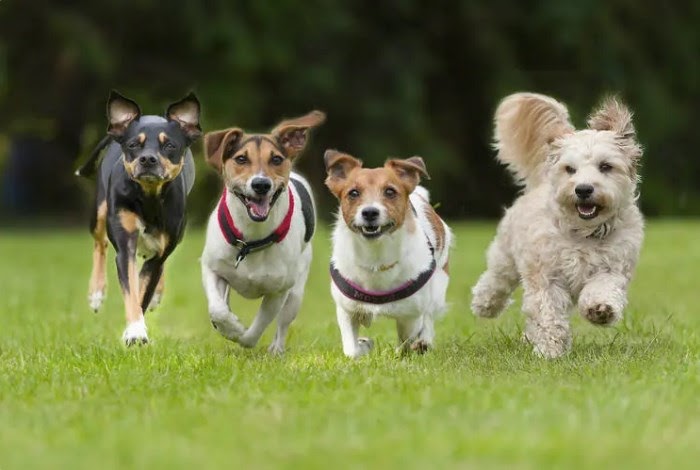 Eight surprising Facts About Dogs eight-surprising-facts-about-dogs