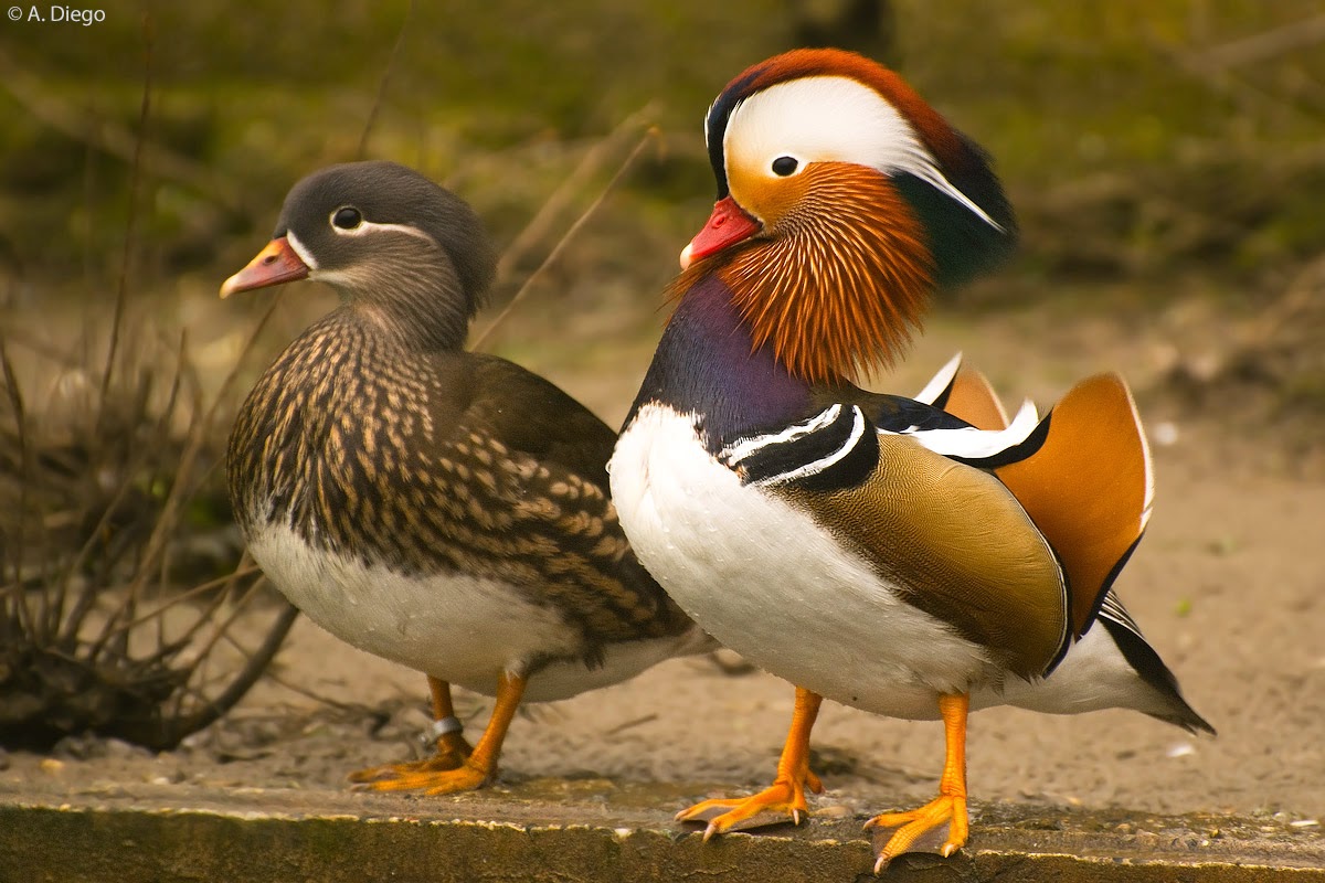 Pinceladas Actuales: El Pato Mandarín