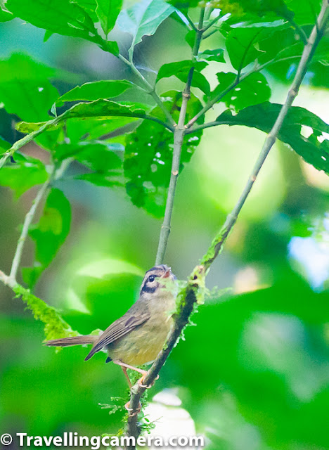 Incredible Birds of Costa Rica - part 4 || Flycatchers, Warblers ...