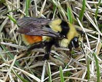 JeffCo Master Gardeners: Colorado's Native Bees by Cindy Gibson