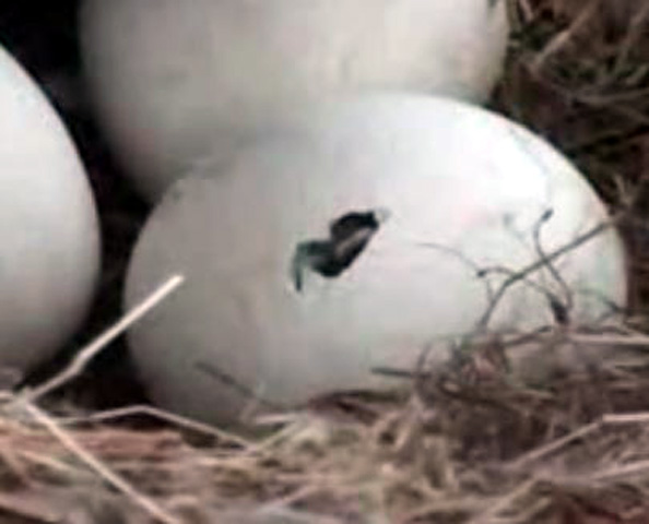 Eagle Information: Eagle Documents and Pictures