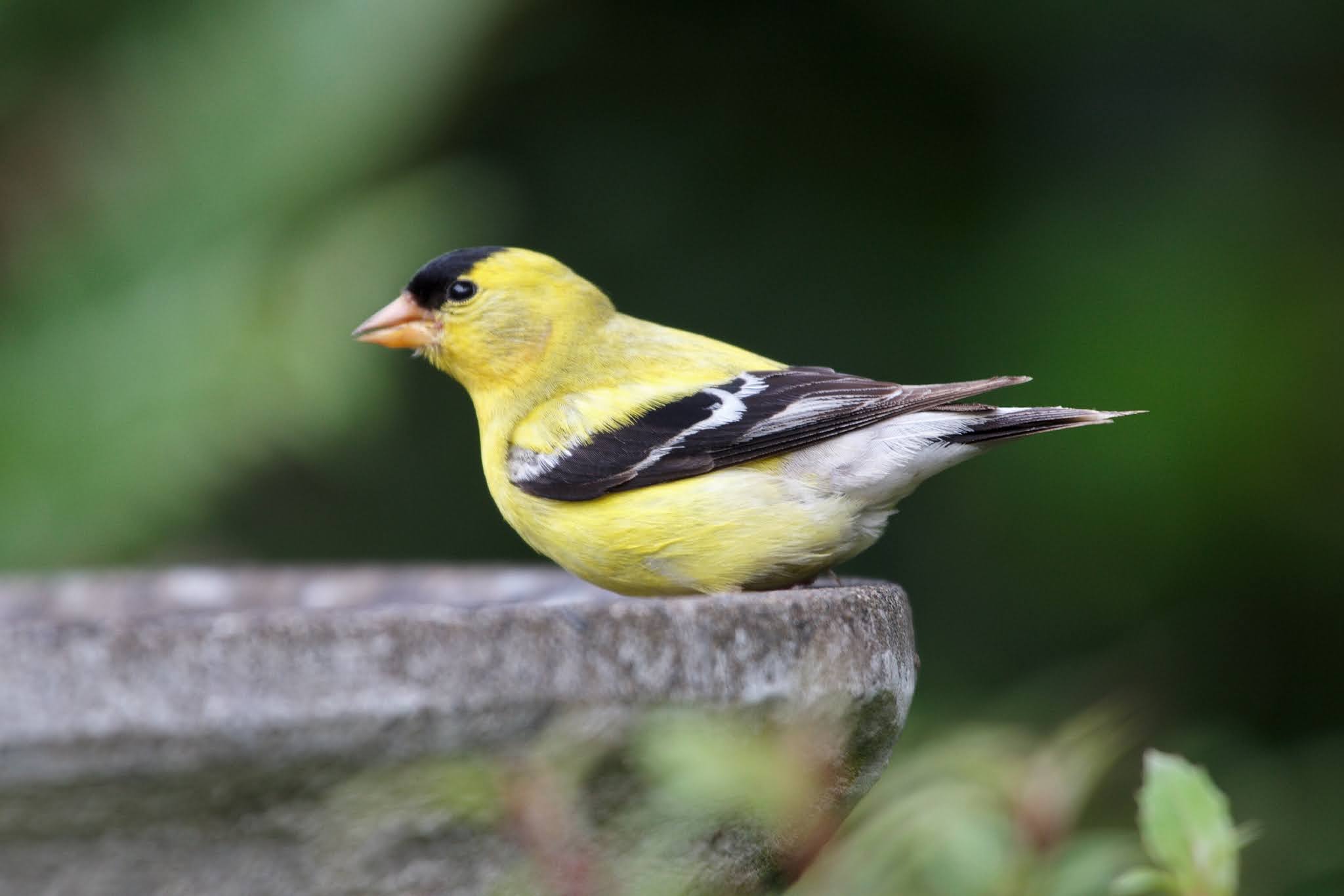 American Gold Finches