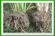 BULIR BENIH PADI: Penyakit Busuk Akar