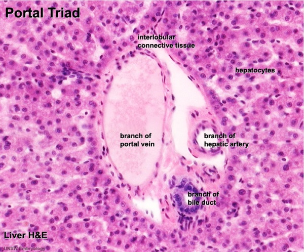 Histology Journal: Definitions: Journal Week 14