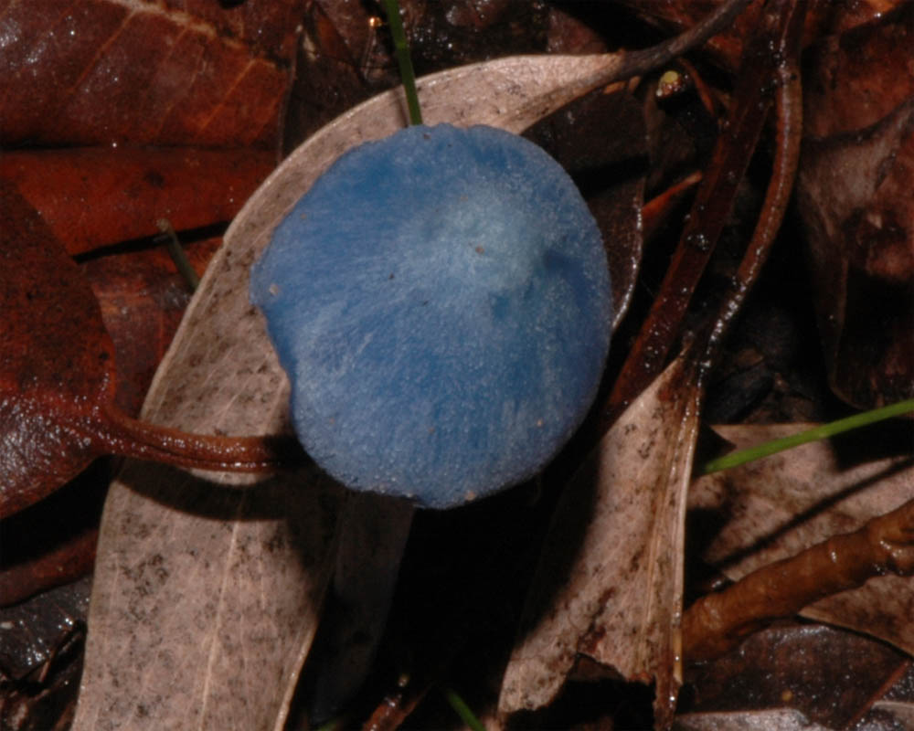 The Nature of Robertson: Mystery of the Blue Fungus solved