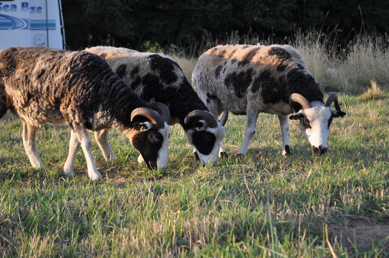 CraftyJeweler: Meet the Sheep