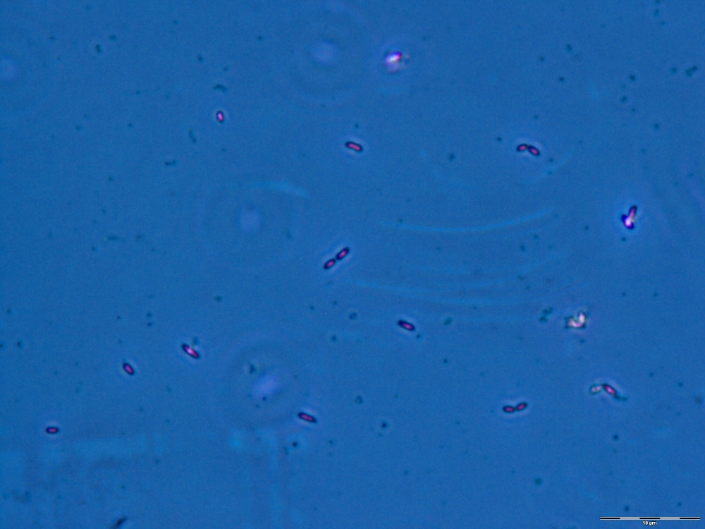 BacterioFiles - the Microbiology Podcast for Microbe Lovers