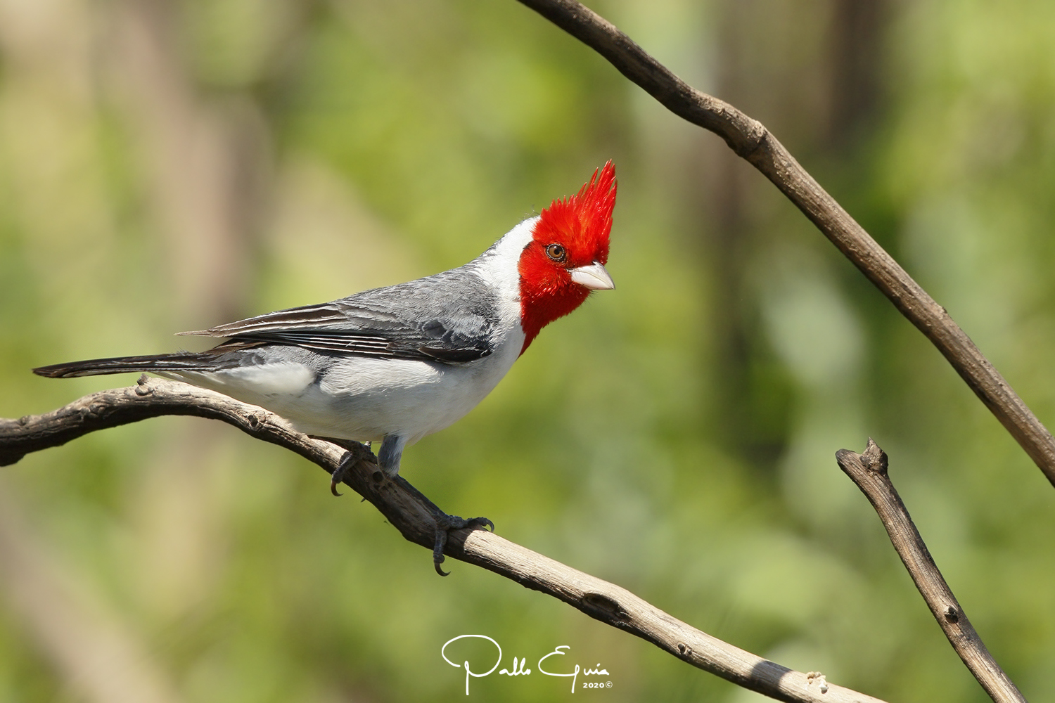mis fotos de aves: Paroaria coronata Cardenal Copete Rojo Red-crested ...