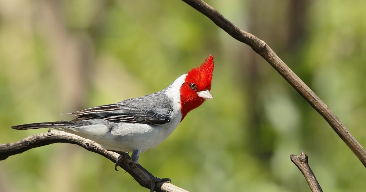 mis fotos de aves: Paroaria coronata Cardenal Copete Rojo Red-crested ...