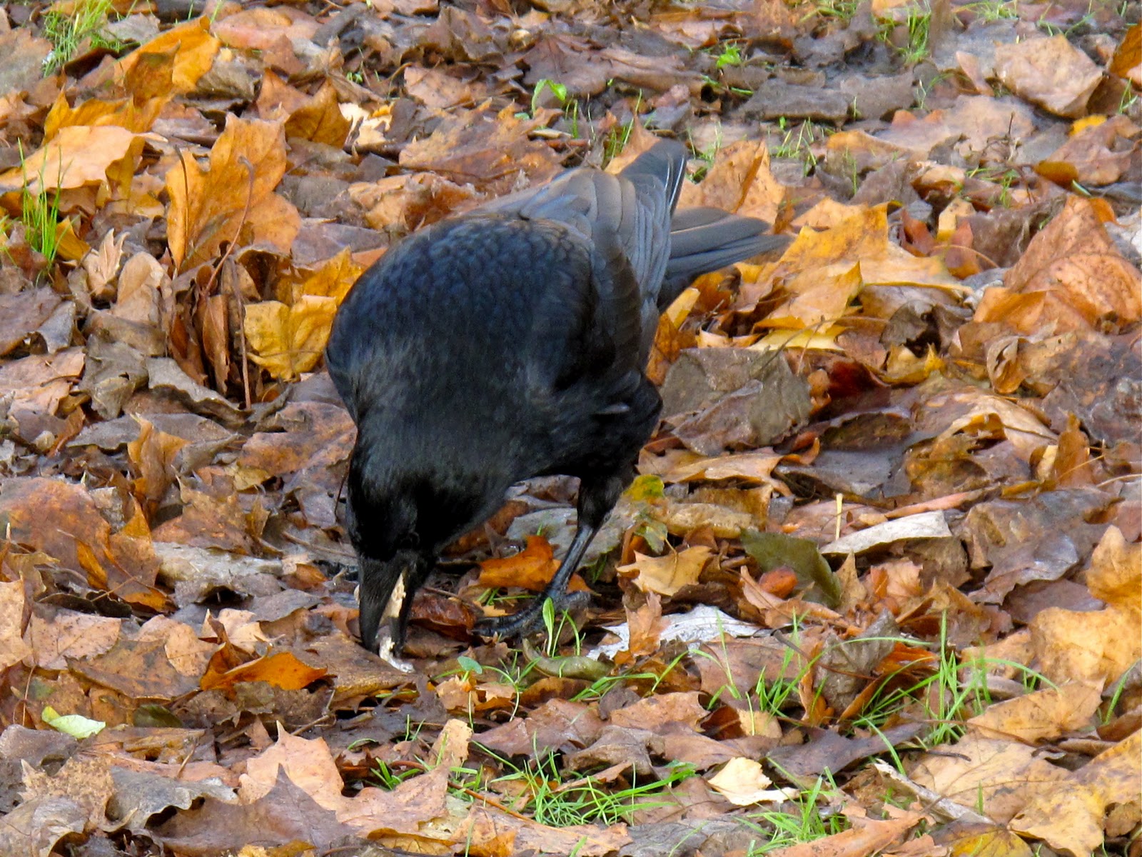 The Rattling Crow: Caching carrion crow