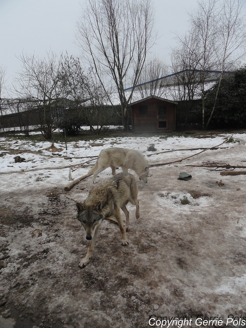 wolvenstreken: Weer een dagje tussen de wolven.