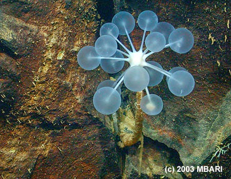 Artes de Pesca: CHONDROCLADIA