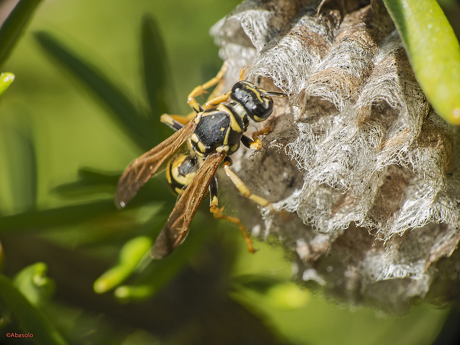 FOTOGRAFÍAS DE NATURALEZA: Polistes nimpha (Christ 1791) [+ nido]
