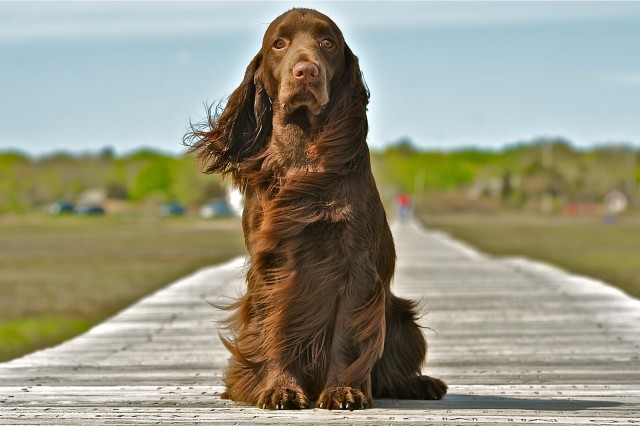 Everything about your Field Spaniel - Luv My Dogs