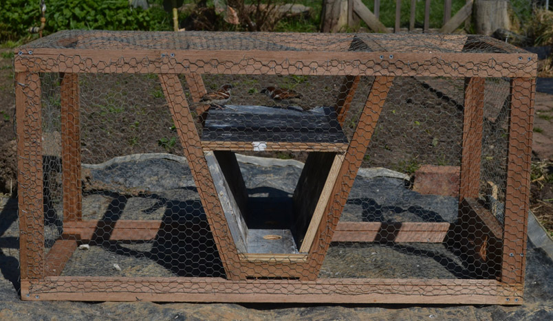 Living the Good Life - Linda Cockburn: Mice with Wings