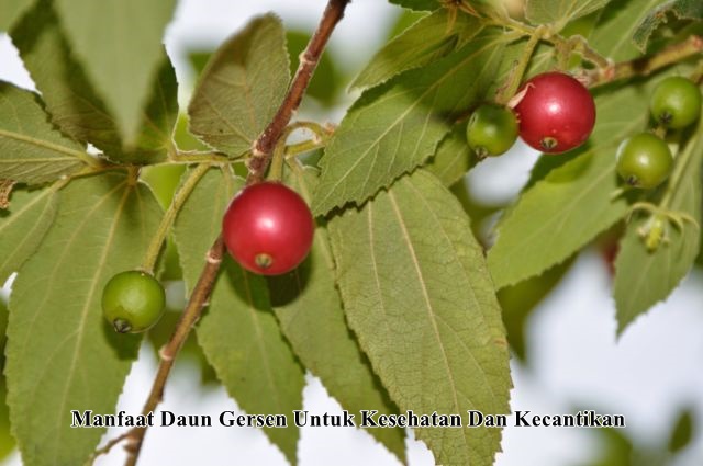 Manfaat Daun Gersen Untuk Kesehatan Dan Kecantikan