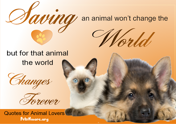 Pets-N-More: Inspiring Quotes For People Who Love Animals