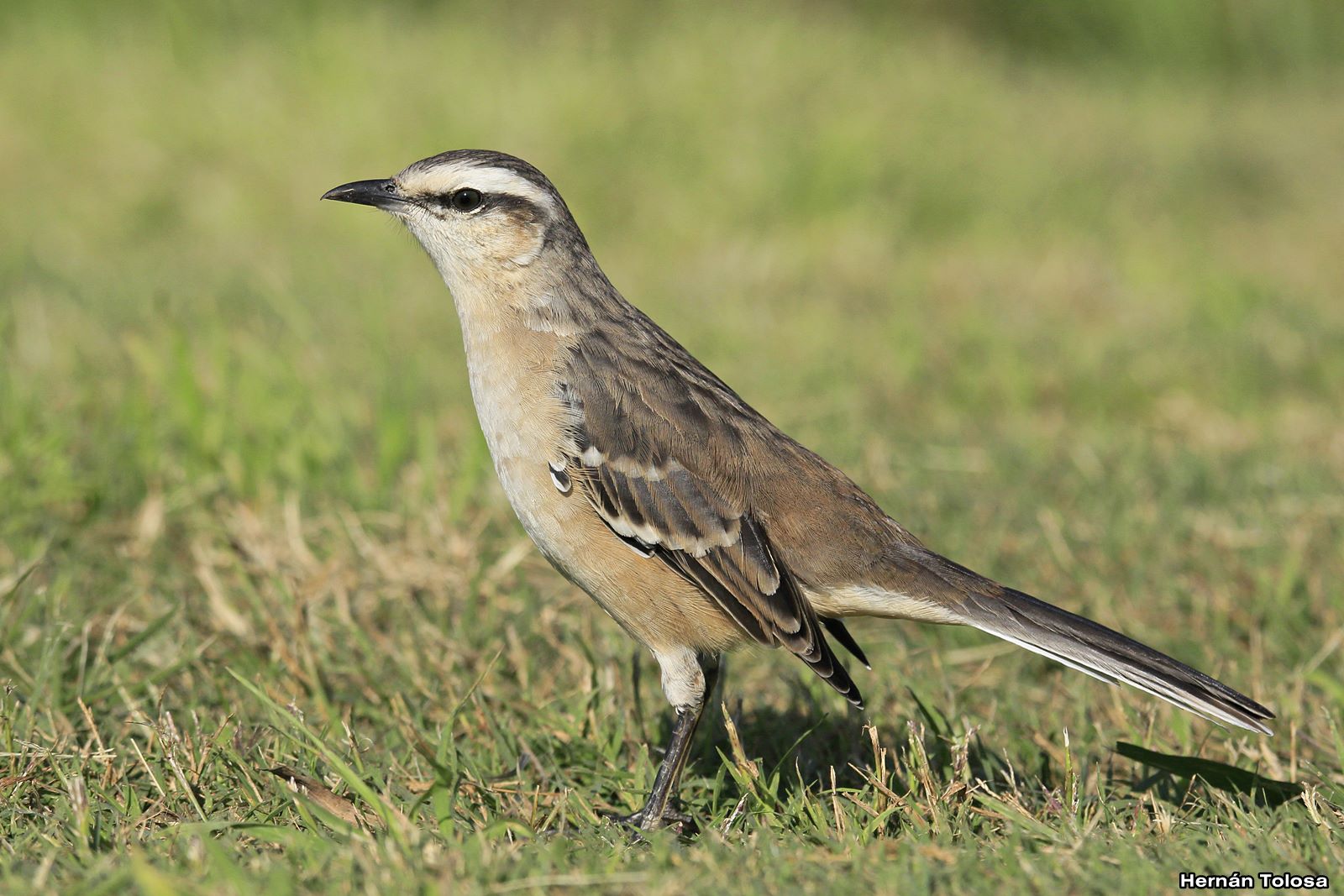 Aves Bonaerenses: Calandria grande