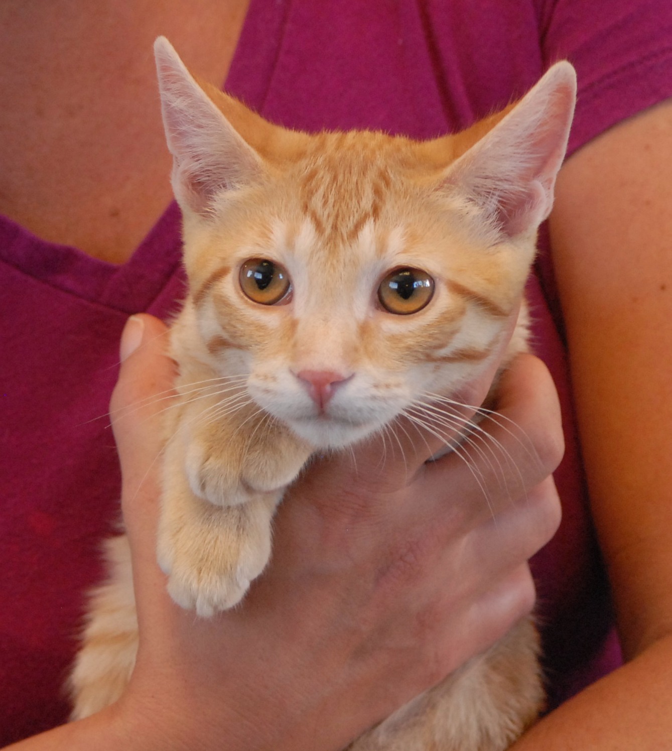 Christian and Elijah, baby brothers, orange tabby kittens for adoption ...