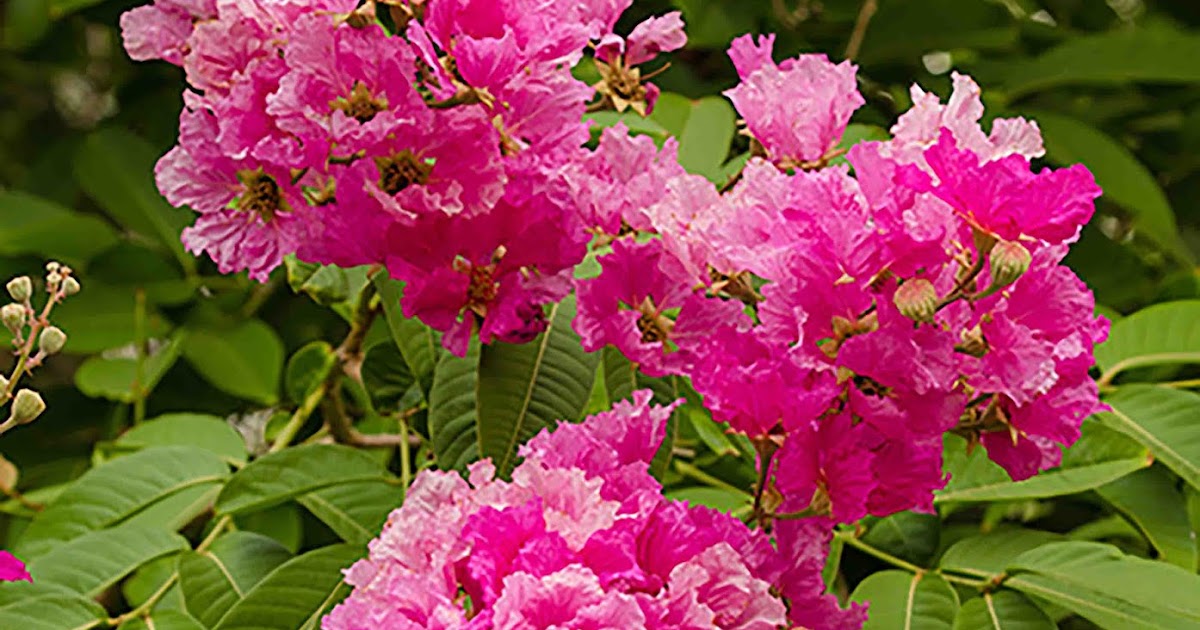 Lagerstroemia reginae Flower 008