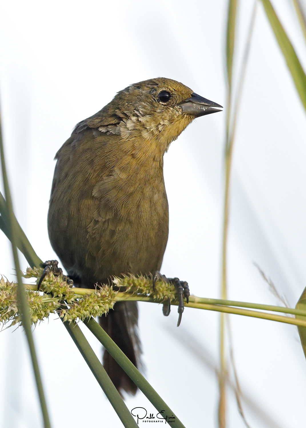 mis fotos de aves: Chrysomus ruficapillus Varillero Congo Chestnut ...