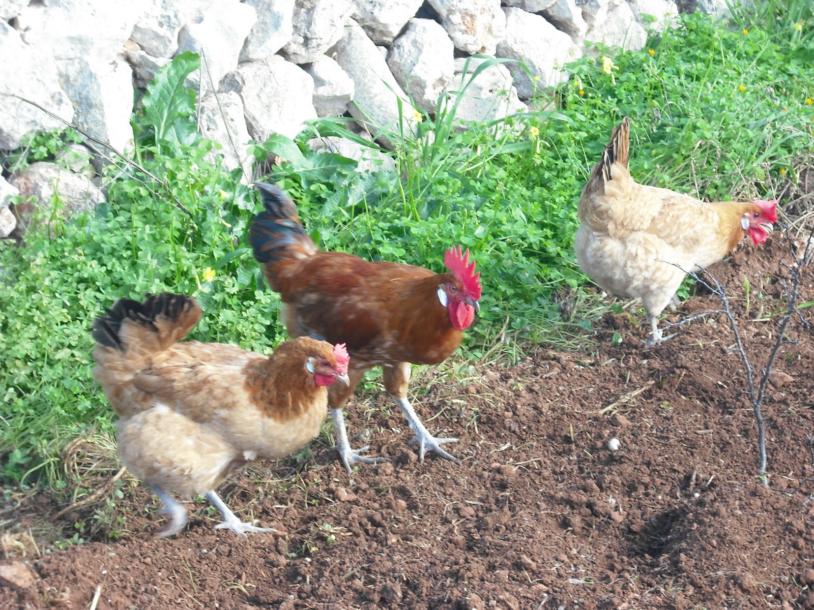 Gallina pica pica Menorca