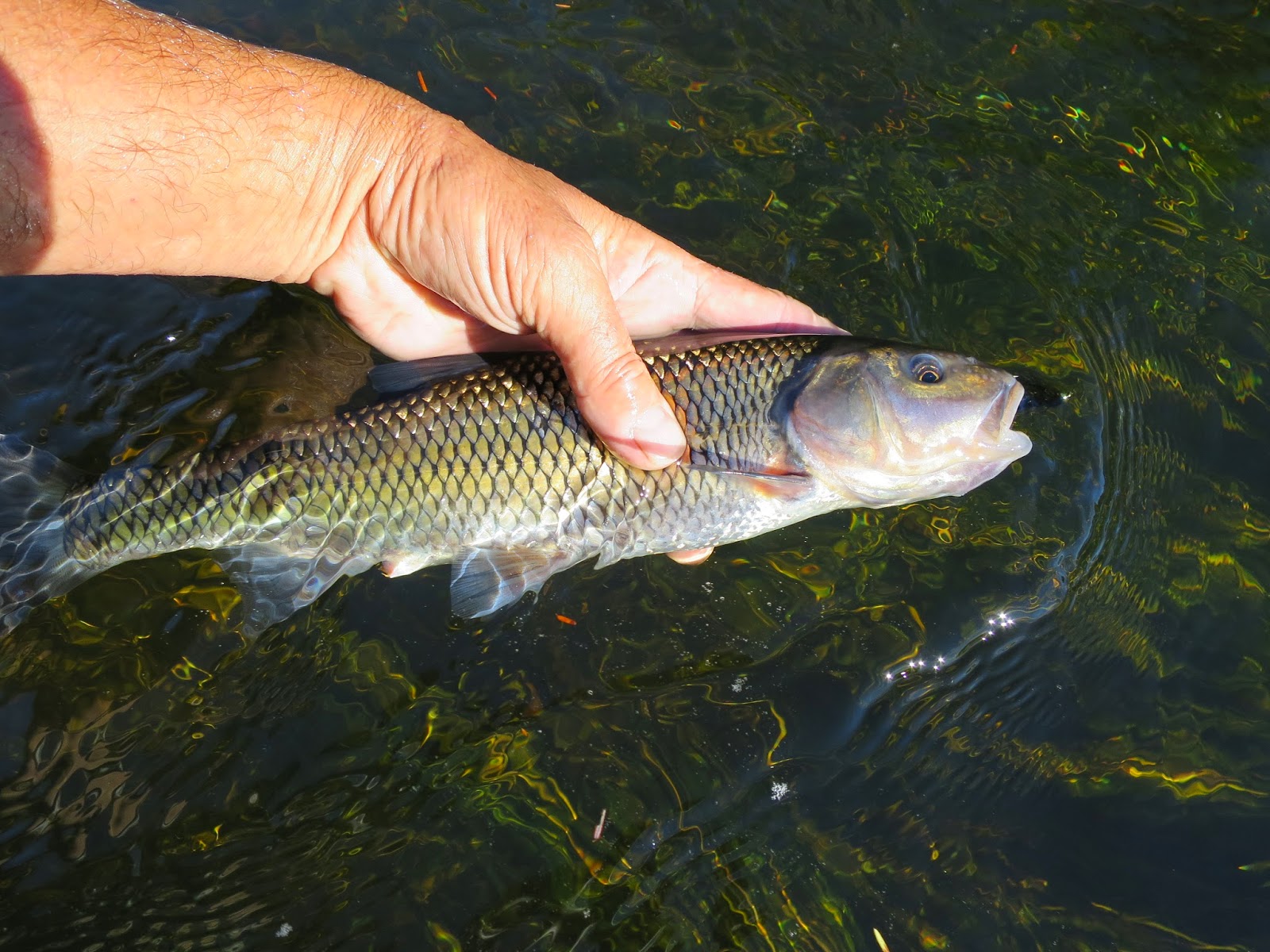 Fishing & Hunting in Oswego County, NY: Minnows on Streamers