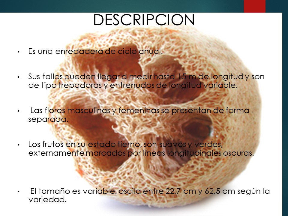 Servicios Integrales del Agro.: ESTROPAJO