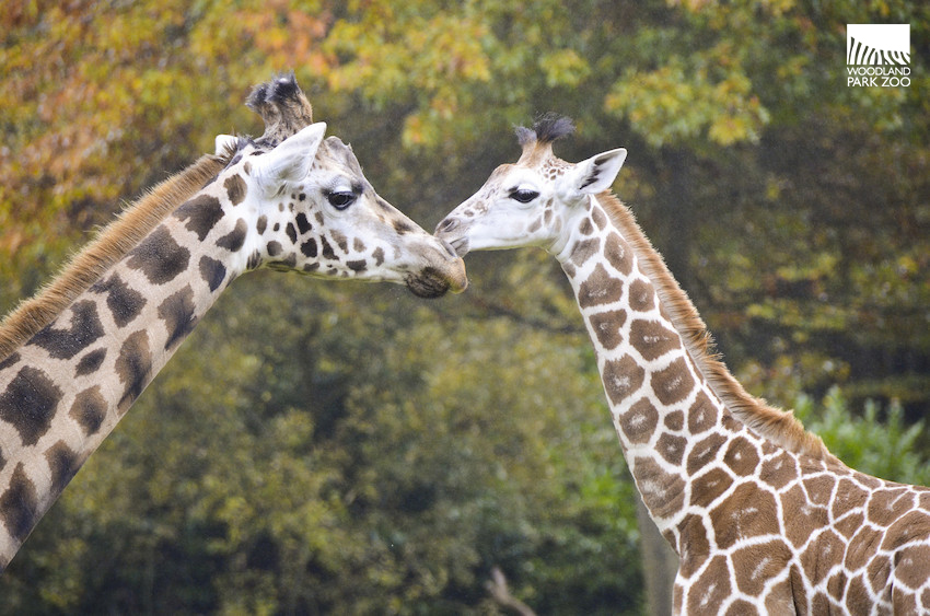Bon voyage, Misawa! The lovable “grumpy face” giraffe departs zoo in ...