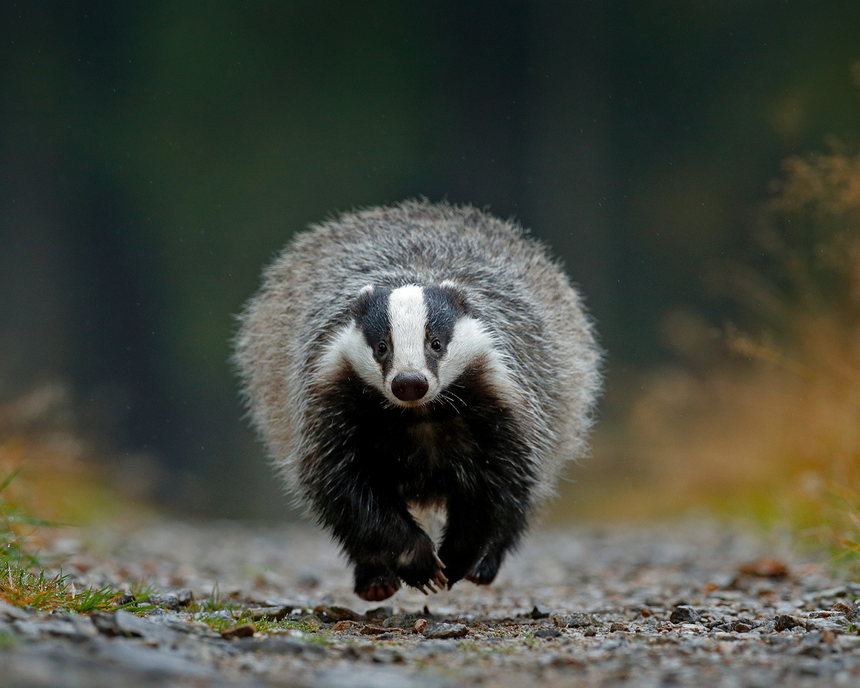 Bovine TB: Badger dispersals - 308 km further than expected.