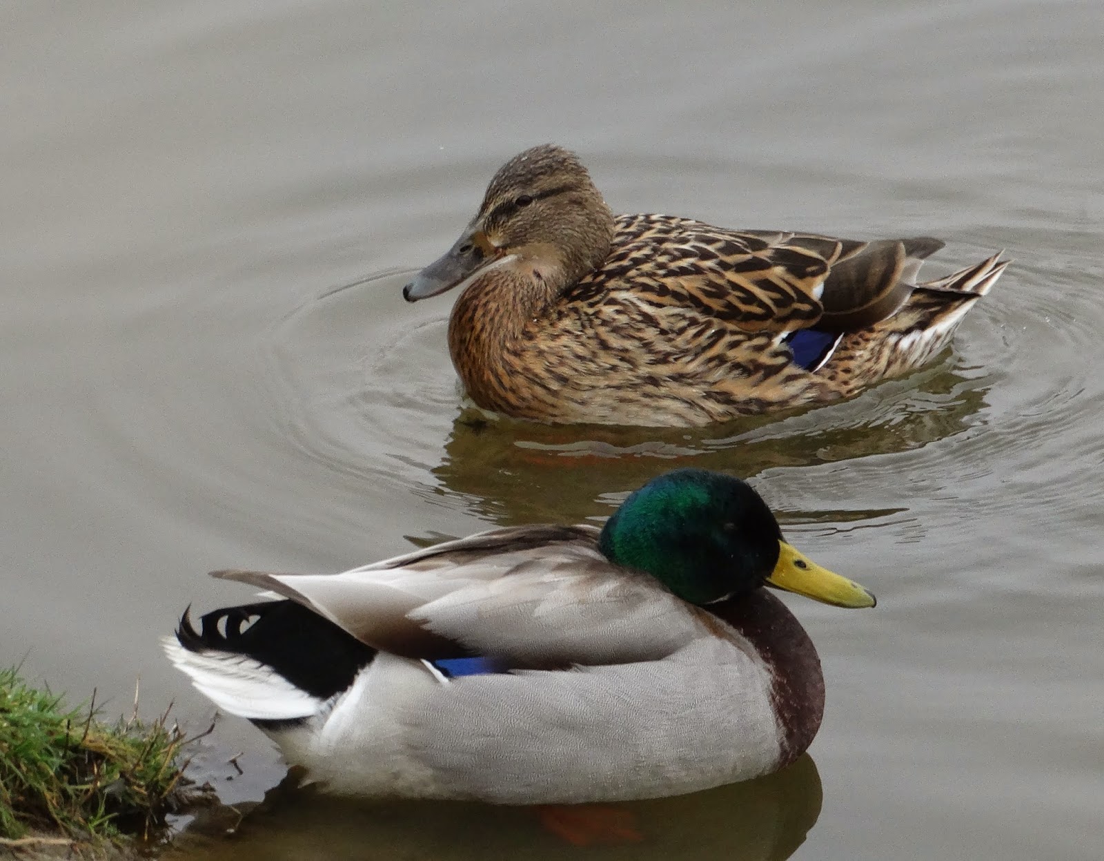 oog voor de natuur: Paar van wilde eend