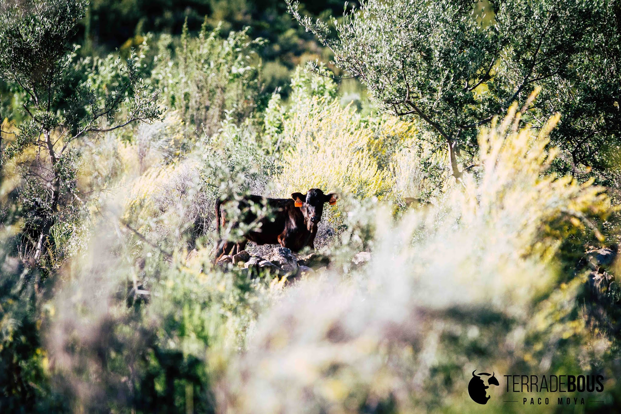 UNA TARDE CON EL GANADERO IVÁN MIRÓ