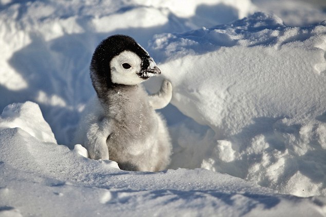 White Wolf : Cutest documentary shows a penguin chick's first few ...