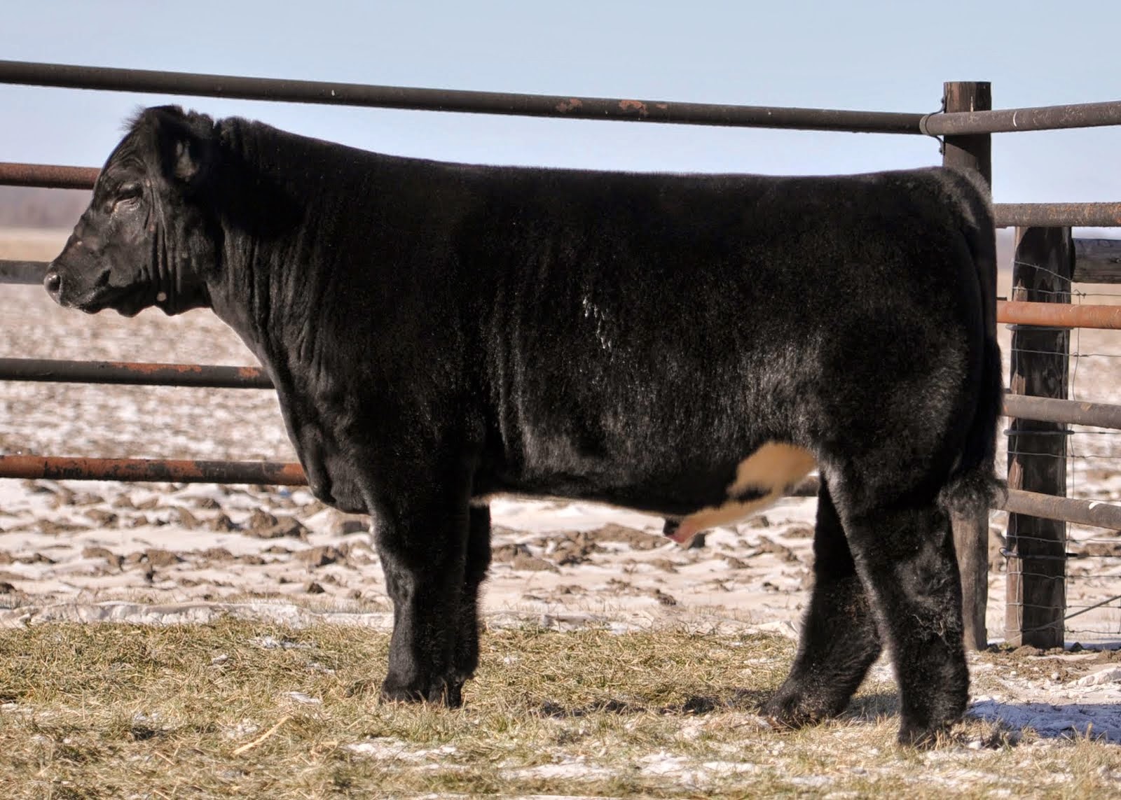 RCC Blog: MaB bull selling!!