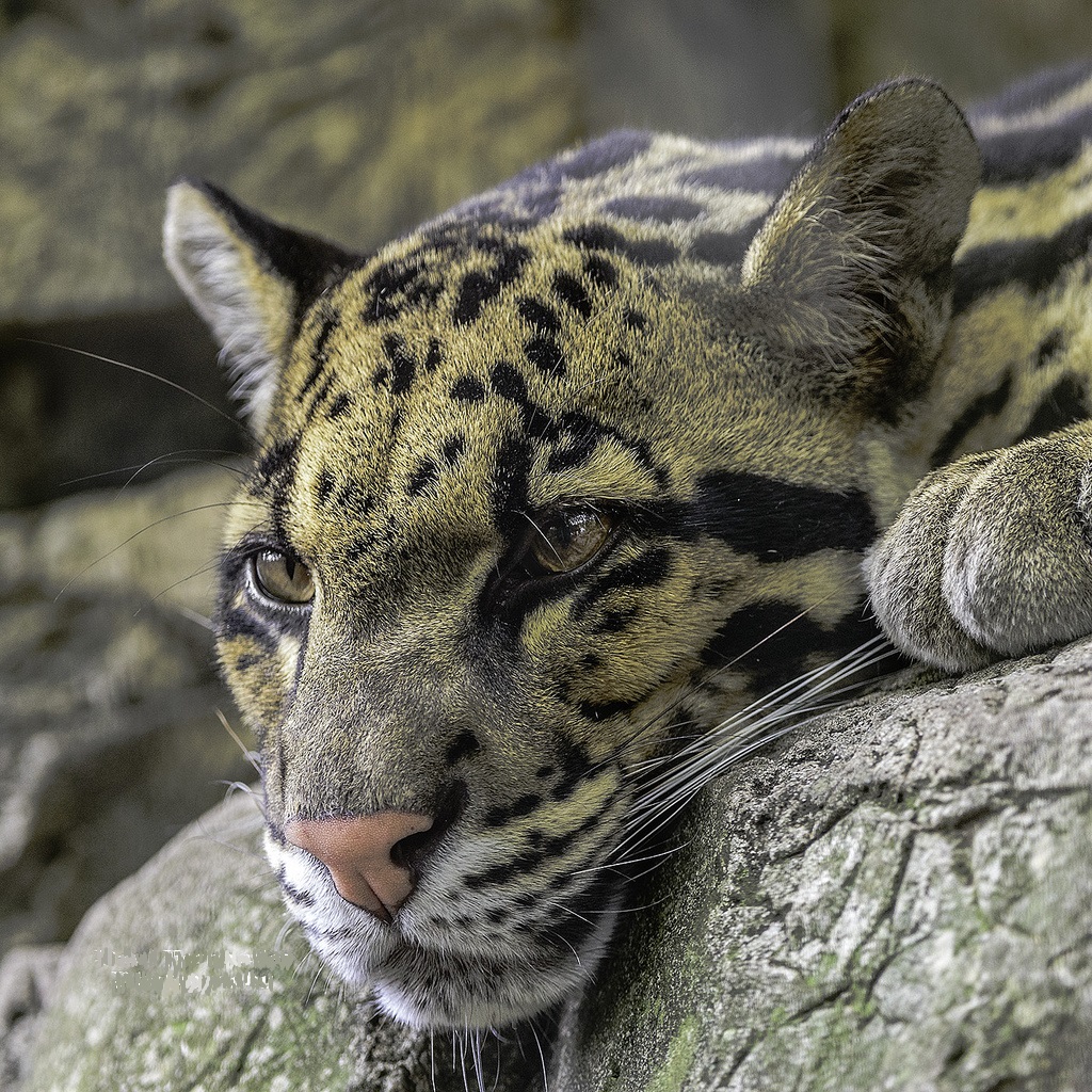 CLOUDED LEOPARD photos - wallpapers | the fun bank