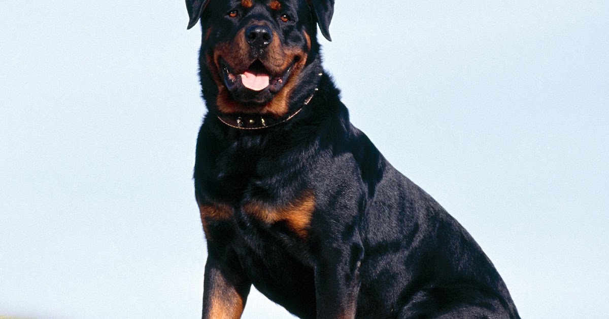 Information All Breeds of Dog.: ROTT WEILER