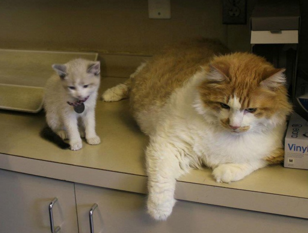 Crazy Days and Nights: The 40 Pound Cat