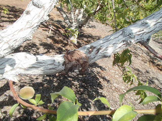 Xtremehorticulture of the Desert: Cancer-Like Growth on Peach Trunk