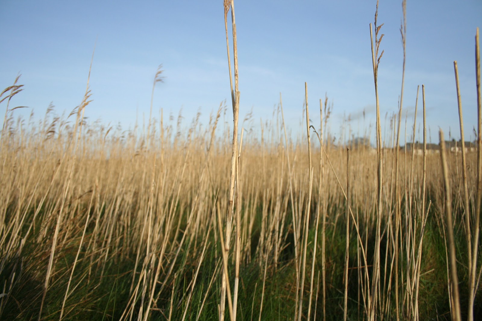 the other gardens: an other garden no.13: field of reeds, renmore