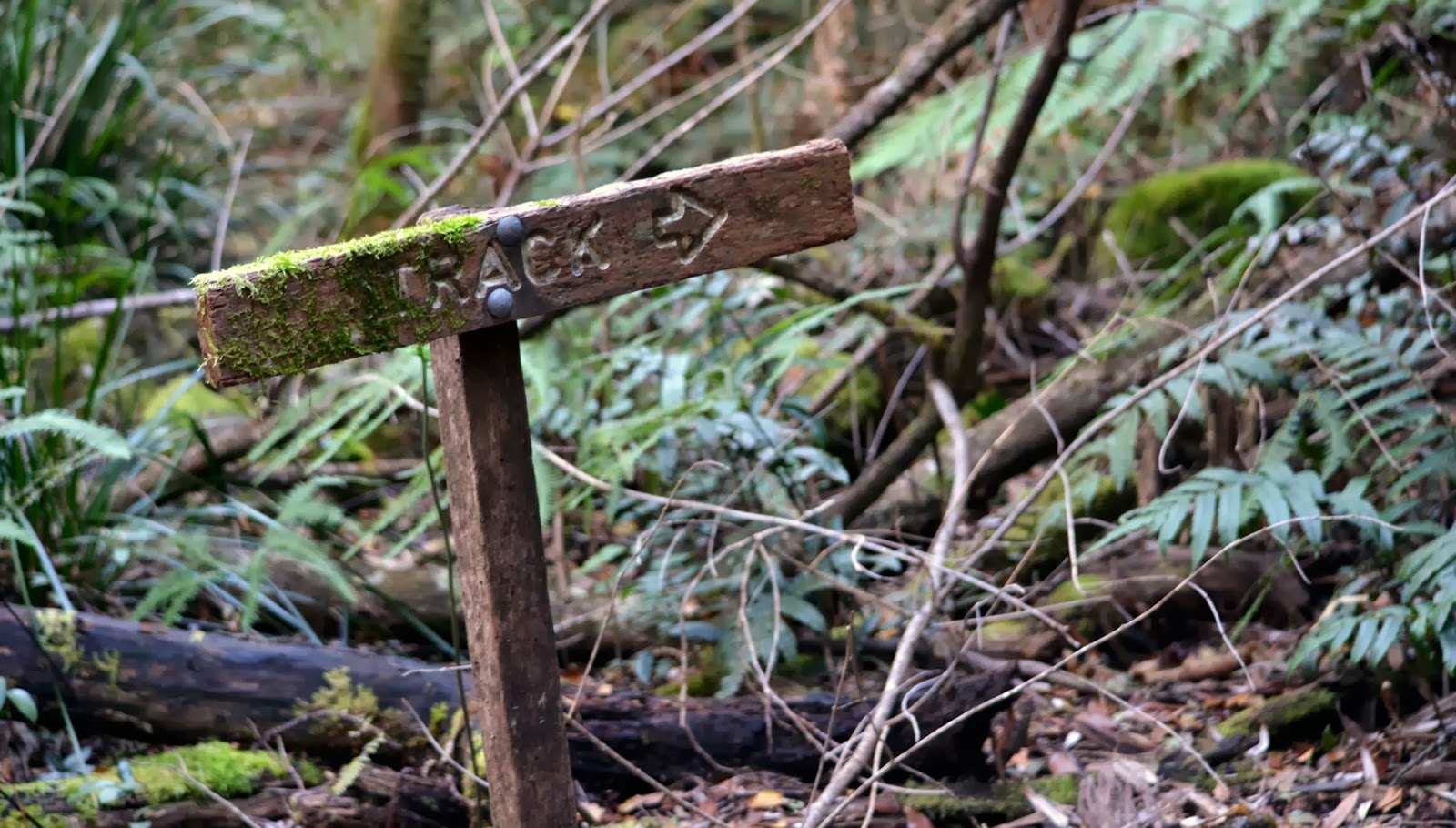 Bushwalking in Australia