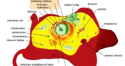 SEL HEWAN, BAGIAN - BAGIAN, STRUKTUR, DAN FUNGSINYA | SCIENCE AM3 THE BEST
